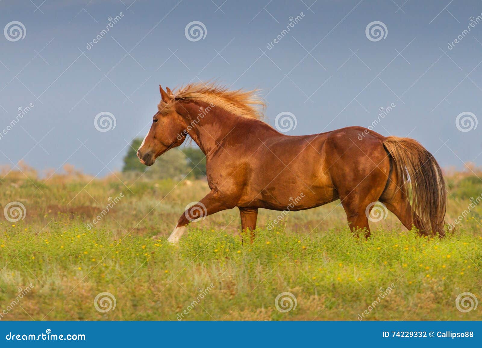 Horse run fast stock photo. Image of equine, beauty, outside - 74229332