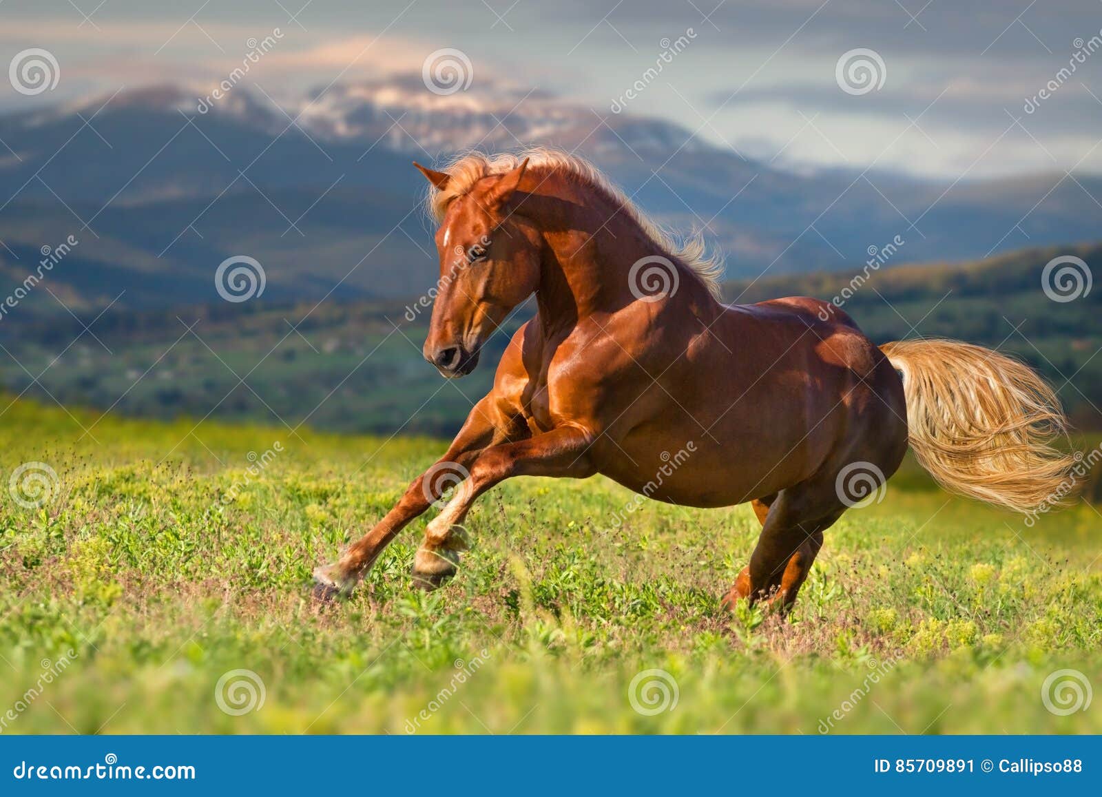 Horse run fast stock image. Image of brown, equine, mustang - 85709891