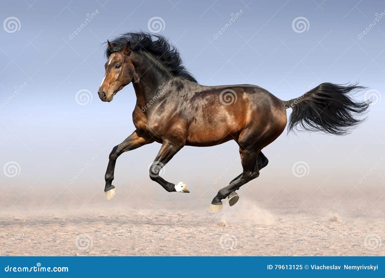 Horse run gallop stock image. Image of purebred, action - 79613125