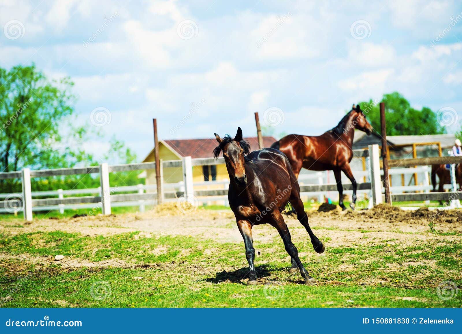 Horse run gallop in meadow stock photo. Image of power - 150881830