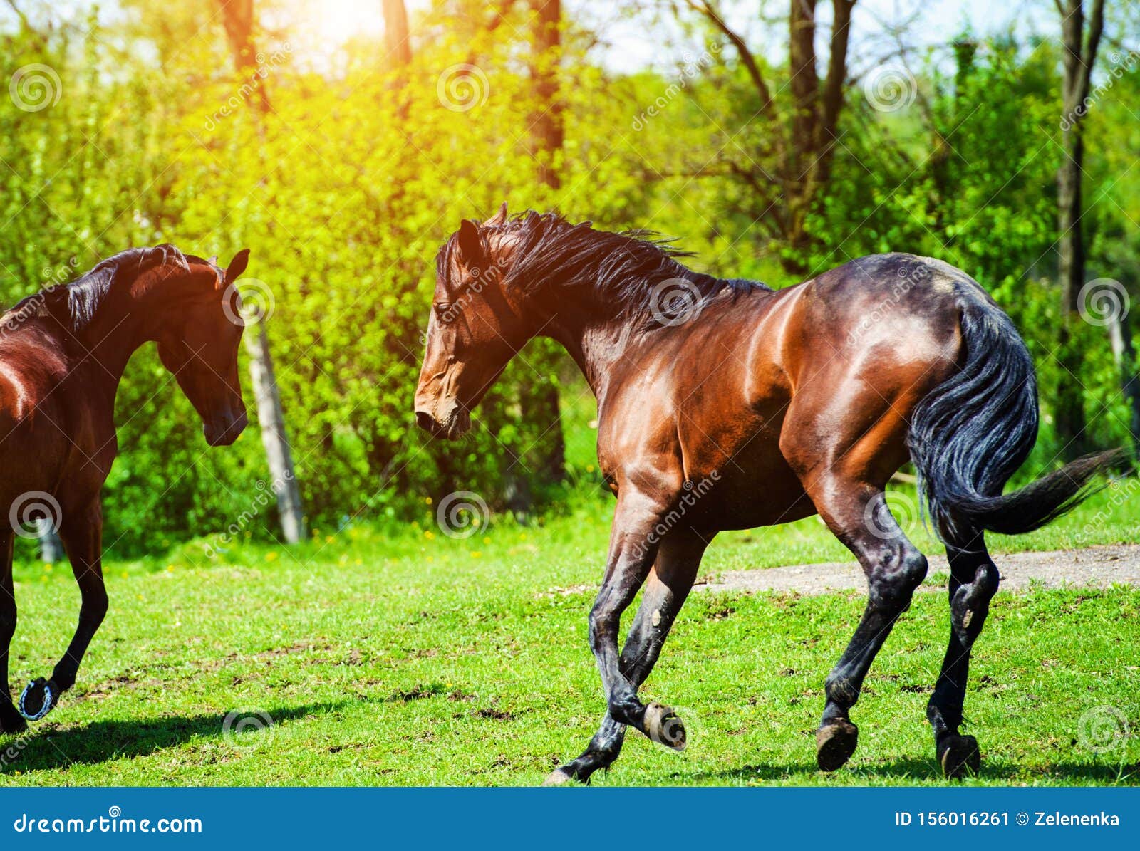 Horse run gallop in meadow stock image. Image of galloping - 156016261