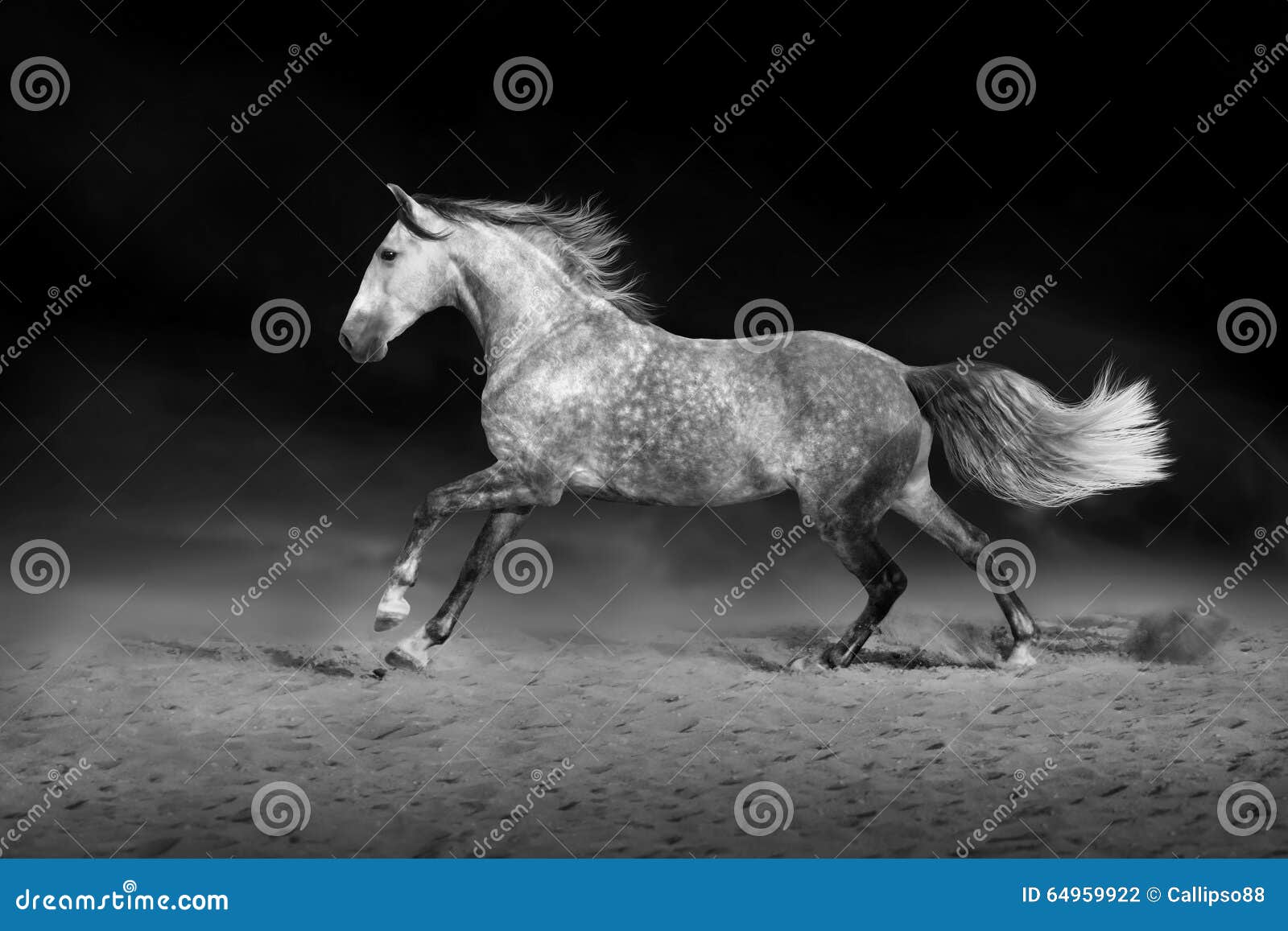 Horse run gallop at sunset stock photo. Image of equestrian - 64959922