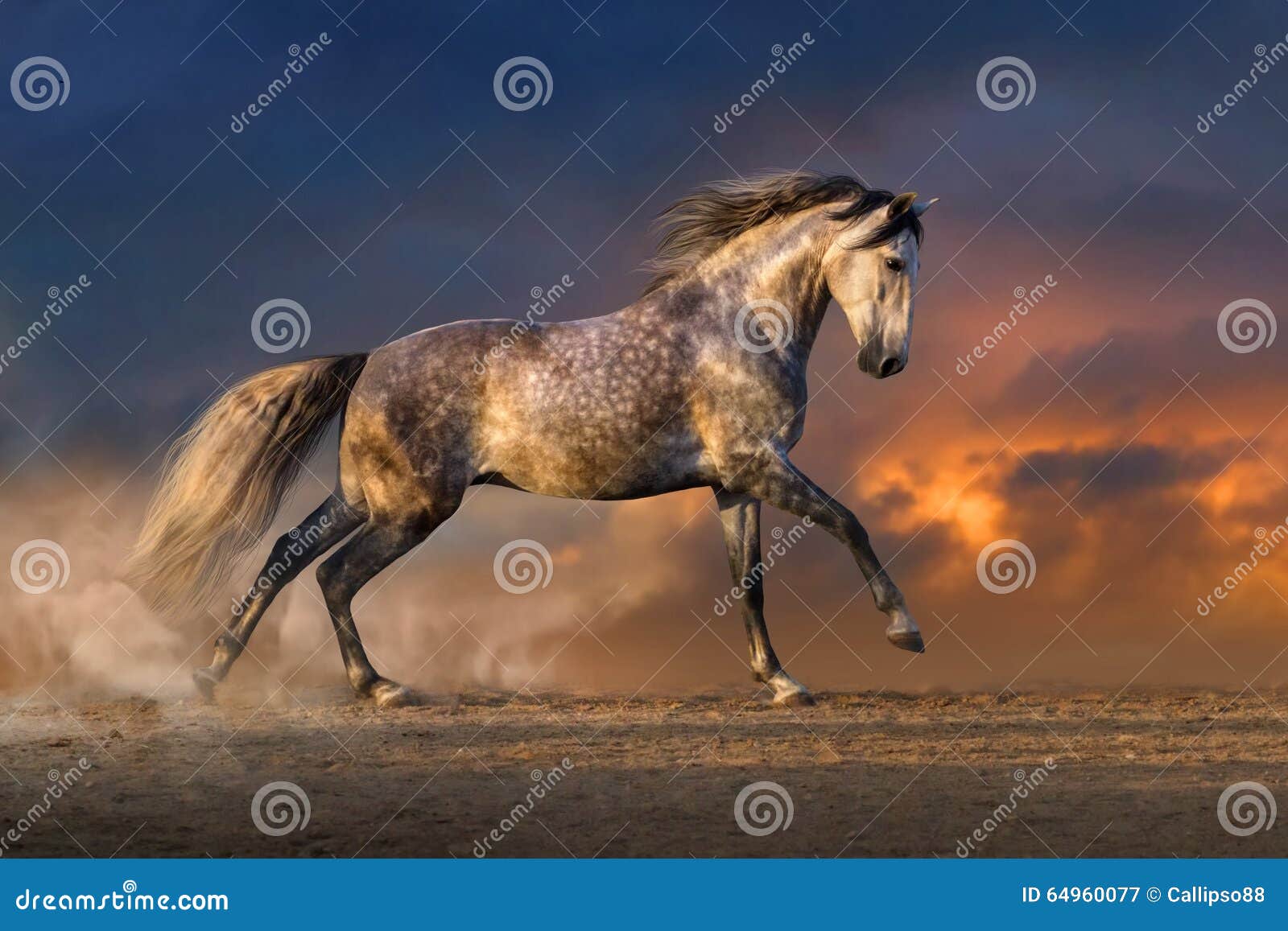 Horse run gallop at sunset stock image. Image of cloudy - 64960077