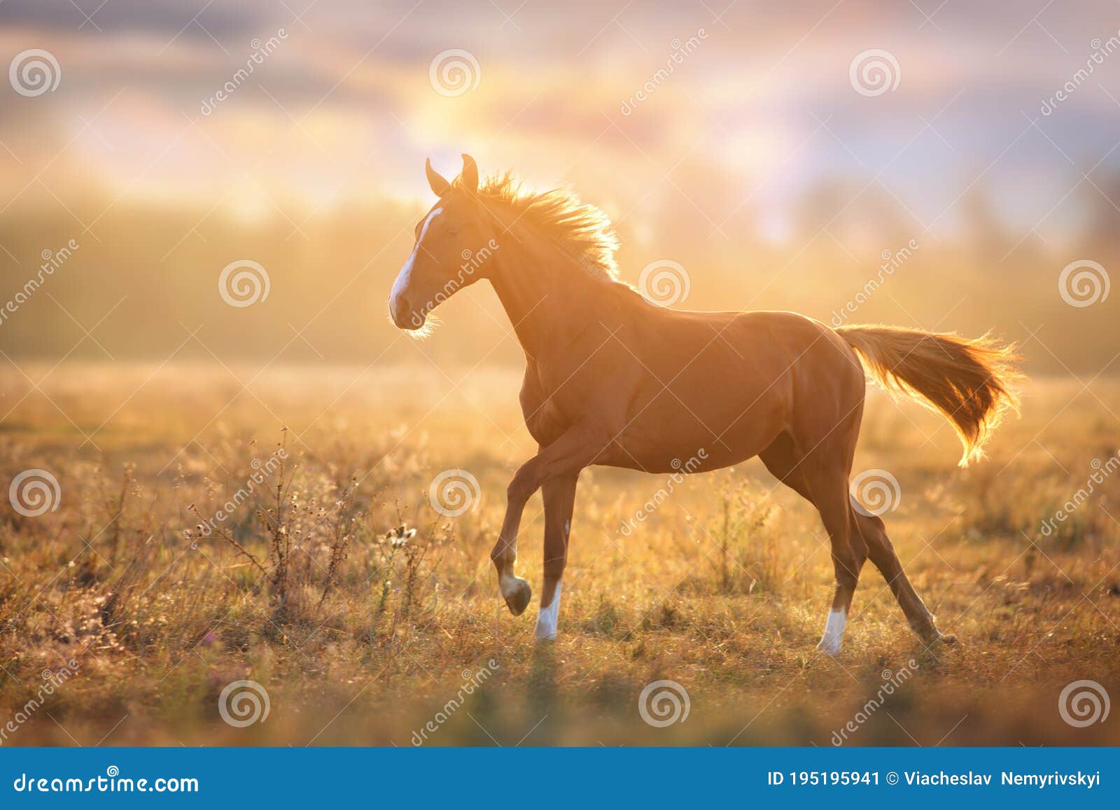 Horse run at sunset stock image. Image of beautiful - 195195941