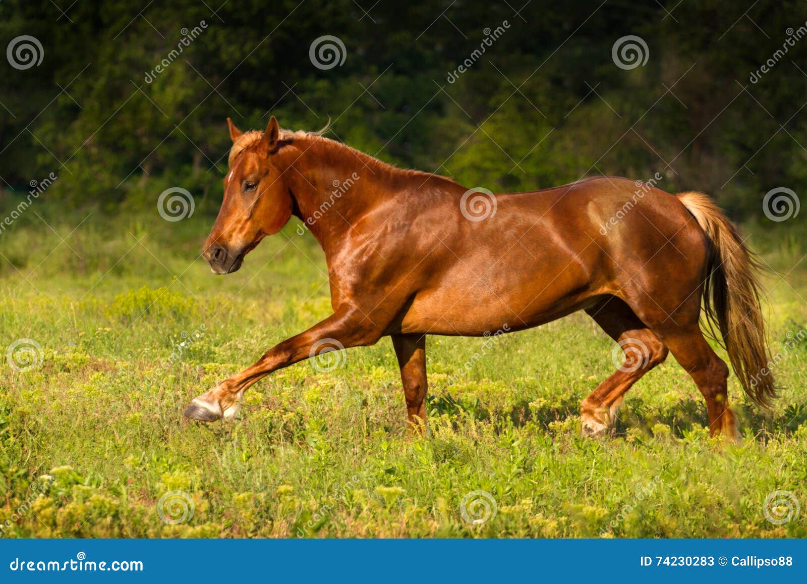 Horse run trot stock image. Image of moving, motion, animal - 74230283