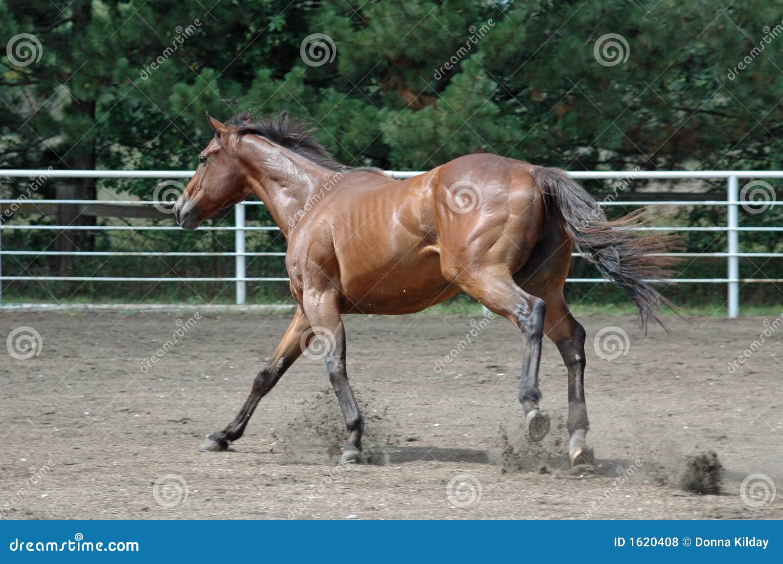 Most Muscular Horse