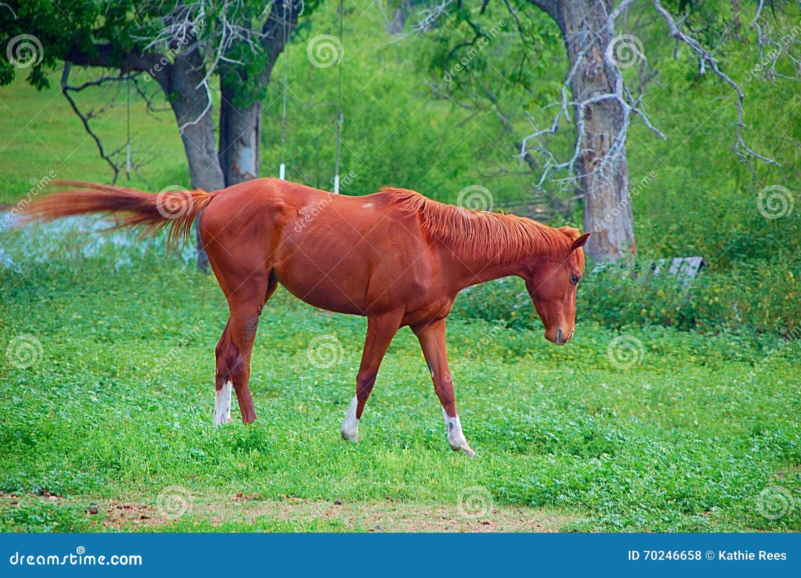 Horse running in field stock photo. Image of equine, field - 70246658