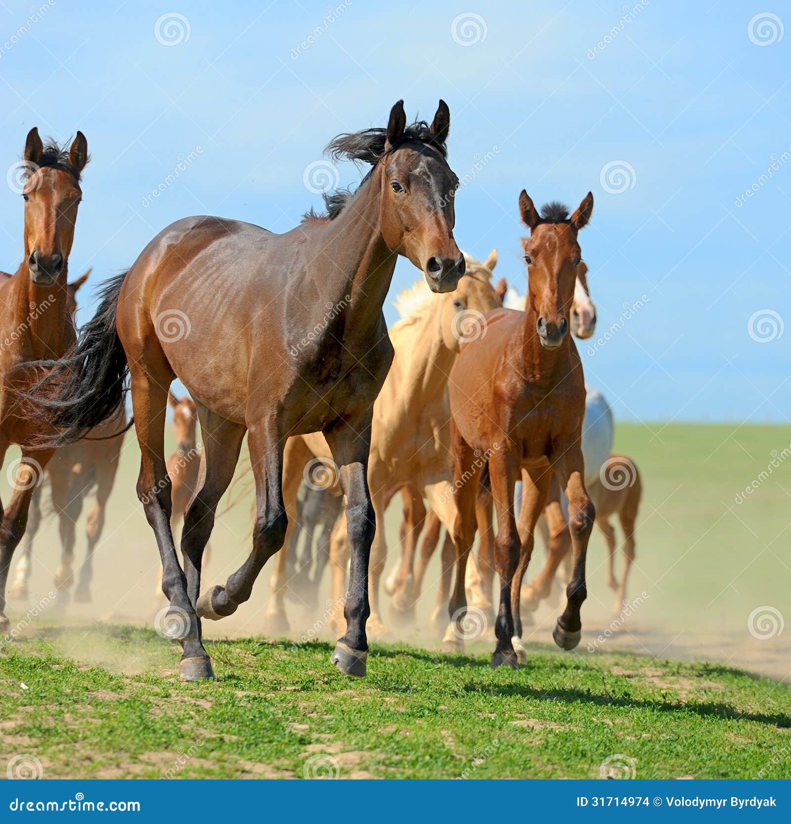 Horse stock photo. Image of group, colt, grass, hoof - 31714974