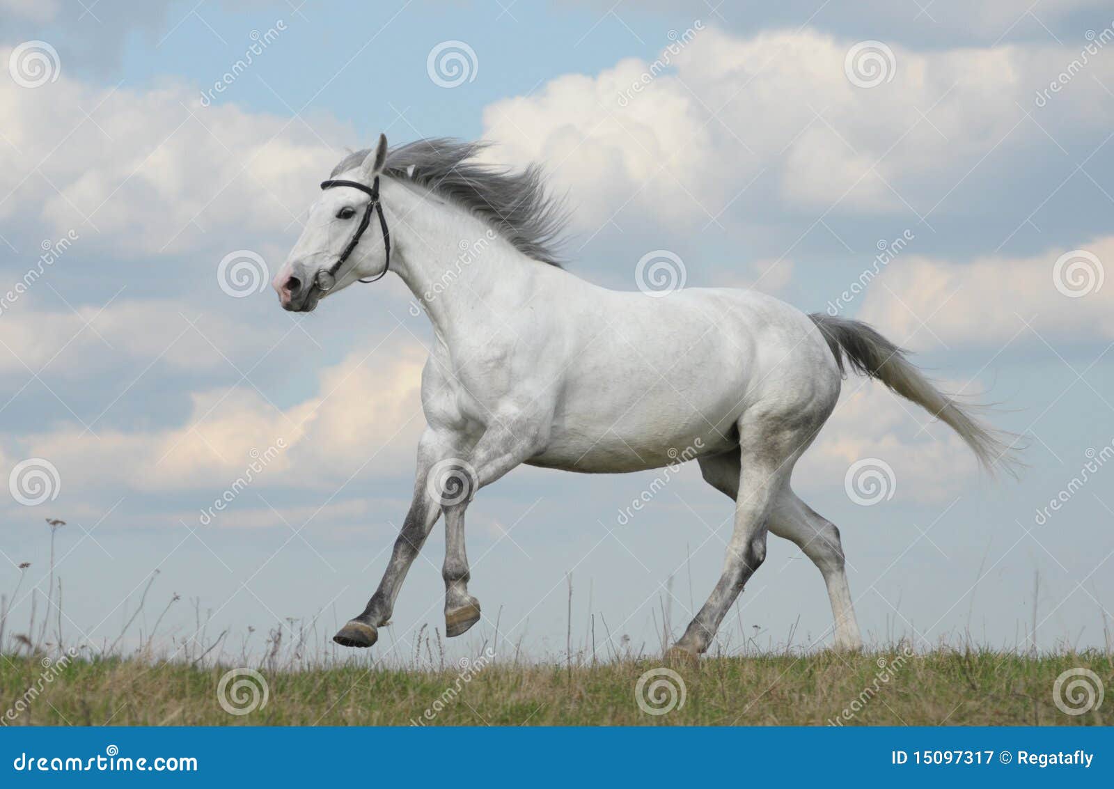 Horse running gallop stock image. Image of blue, grass - 15097317