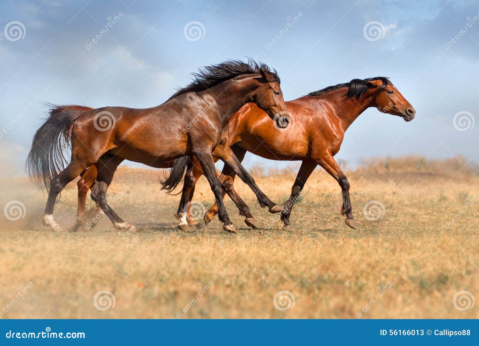 Horse running gallop stock image. Image of animal, andalusian - 56166013