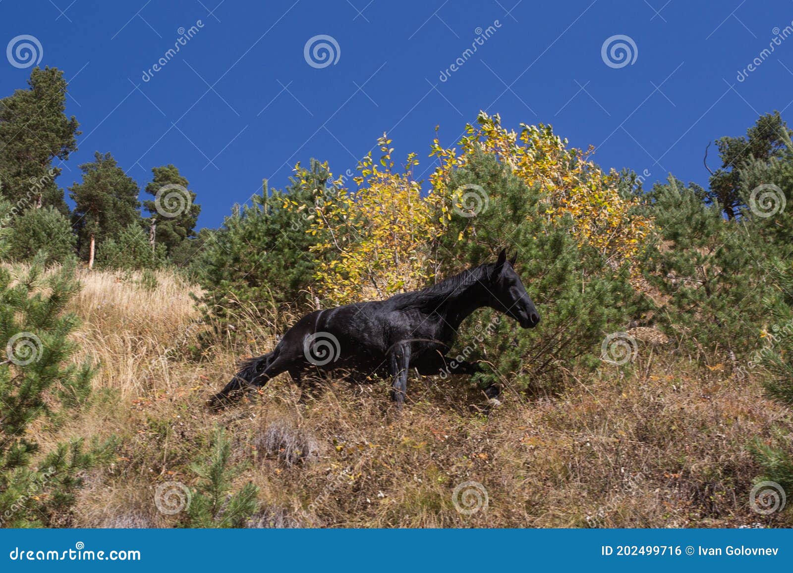 Horse Running on a Hill among the Autumn Trees Stock Photo - Image of ...