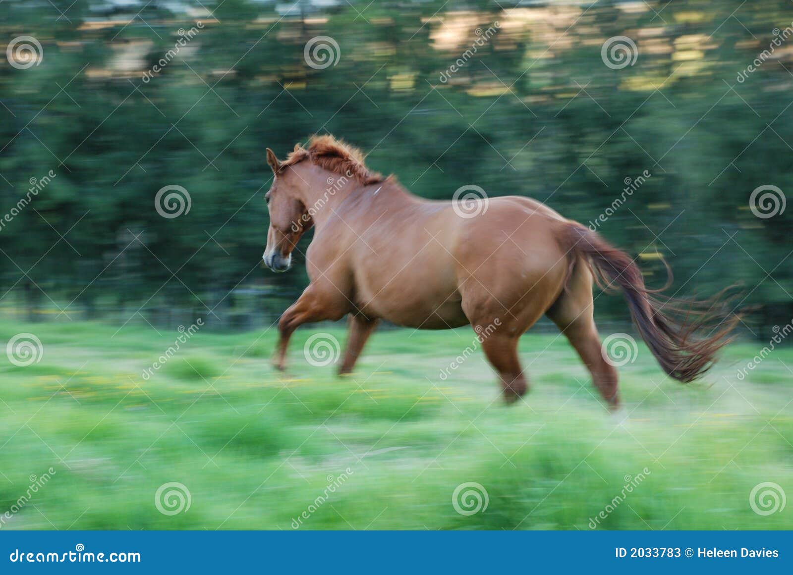 Horse Running through Long Grass Stock Image - Image of rural, farm ...