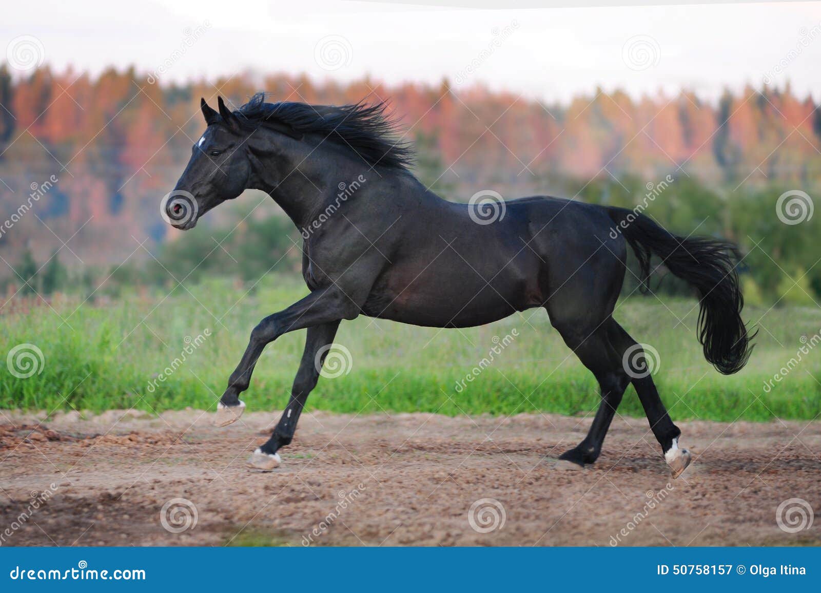 Horse Running on Sunny Meadow on Sunset Light Stock Image - Image of ...