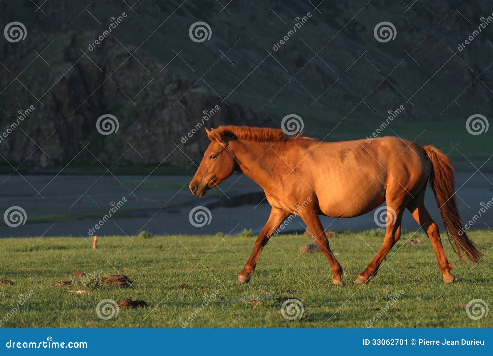 3,560 Horse Running Sunset Photos - Free & Royalty-Free Stock Photos ...