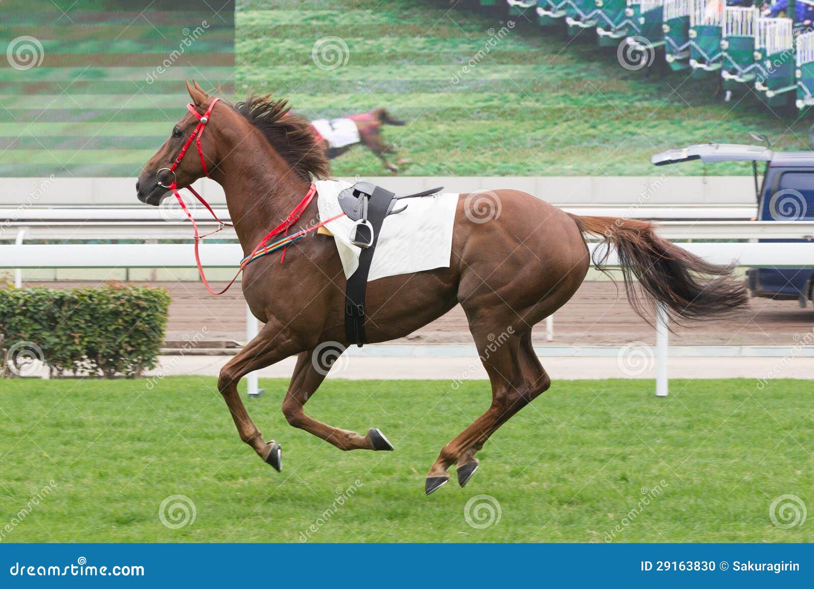Horse Running on the track stock photo. Image of turf - 29163830