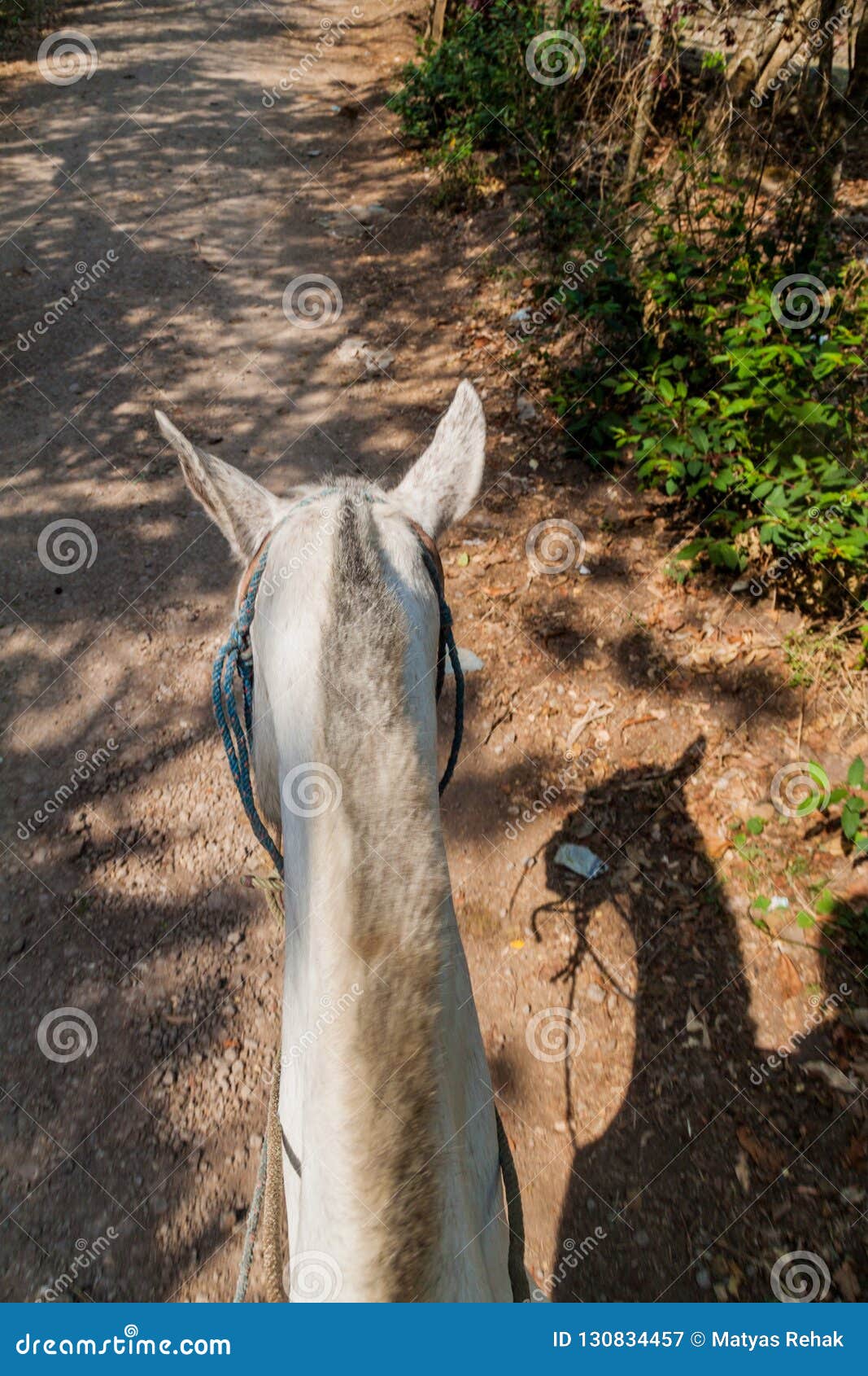 Horse`s Head As Viewed from His Ba Stock Image - Image of stable ...