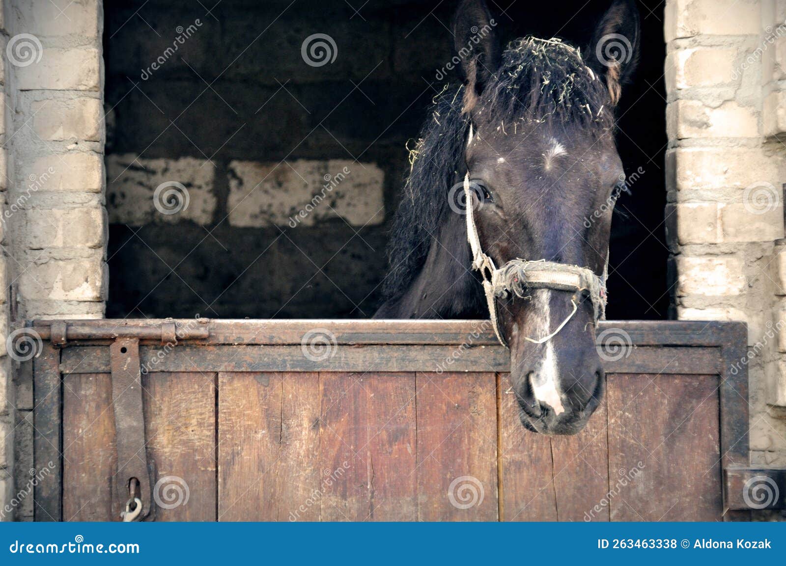The Horse S Head in the Stable is Sticking Out of the Stall Stock Photo ...