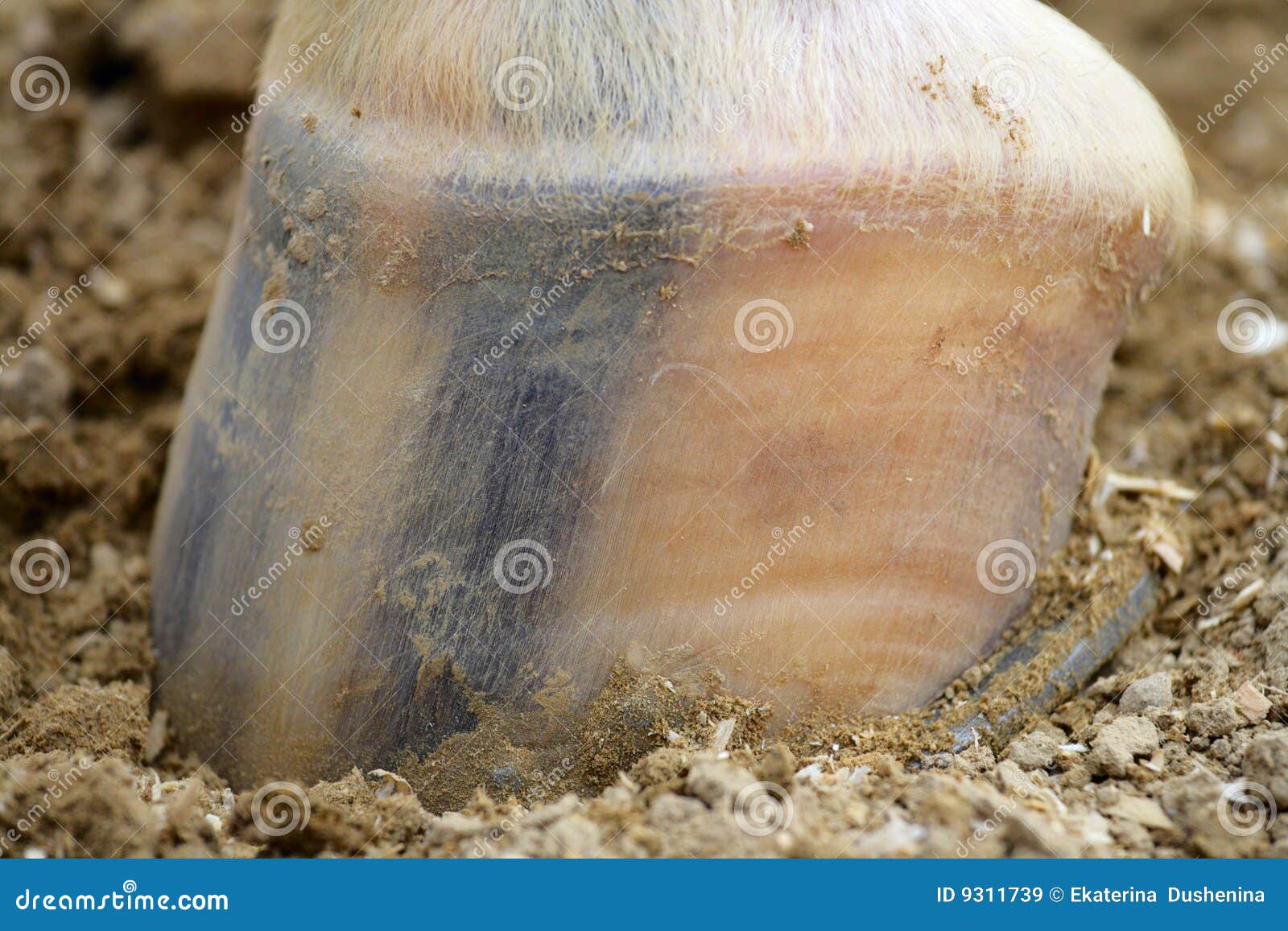 Horse s hoof. stock image. Image of striped, animal, mammal - 9311739