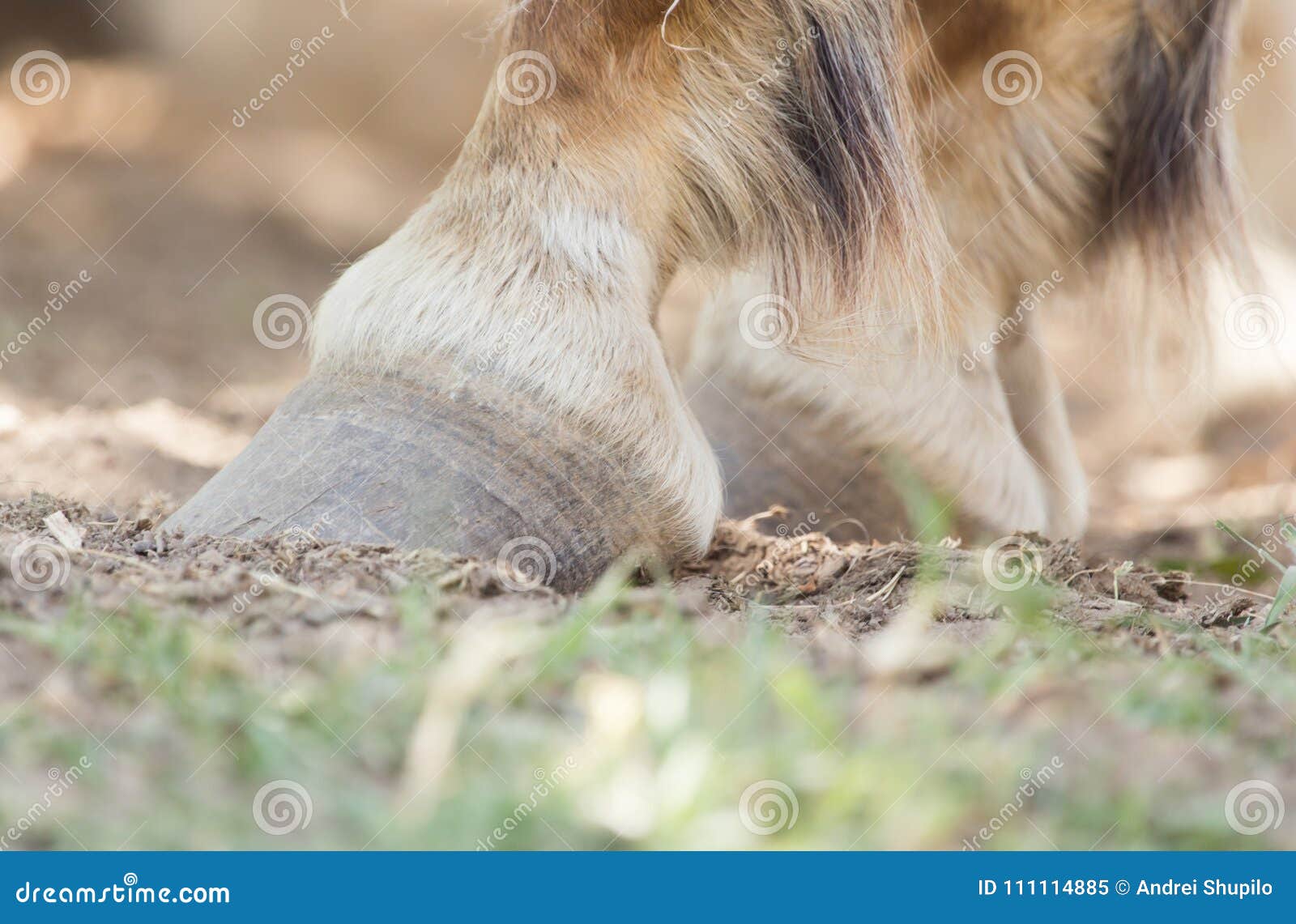 The Horse`s Hooves on the Nature Stock Image - Image of equestrian ...