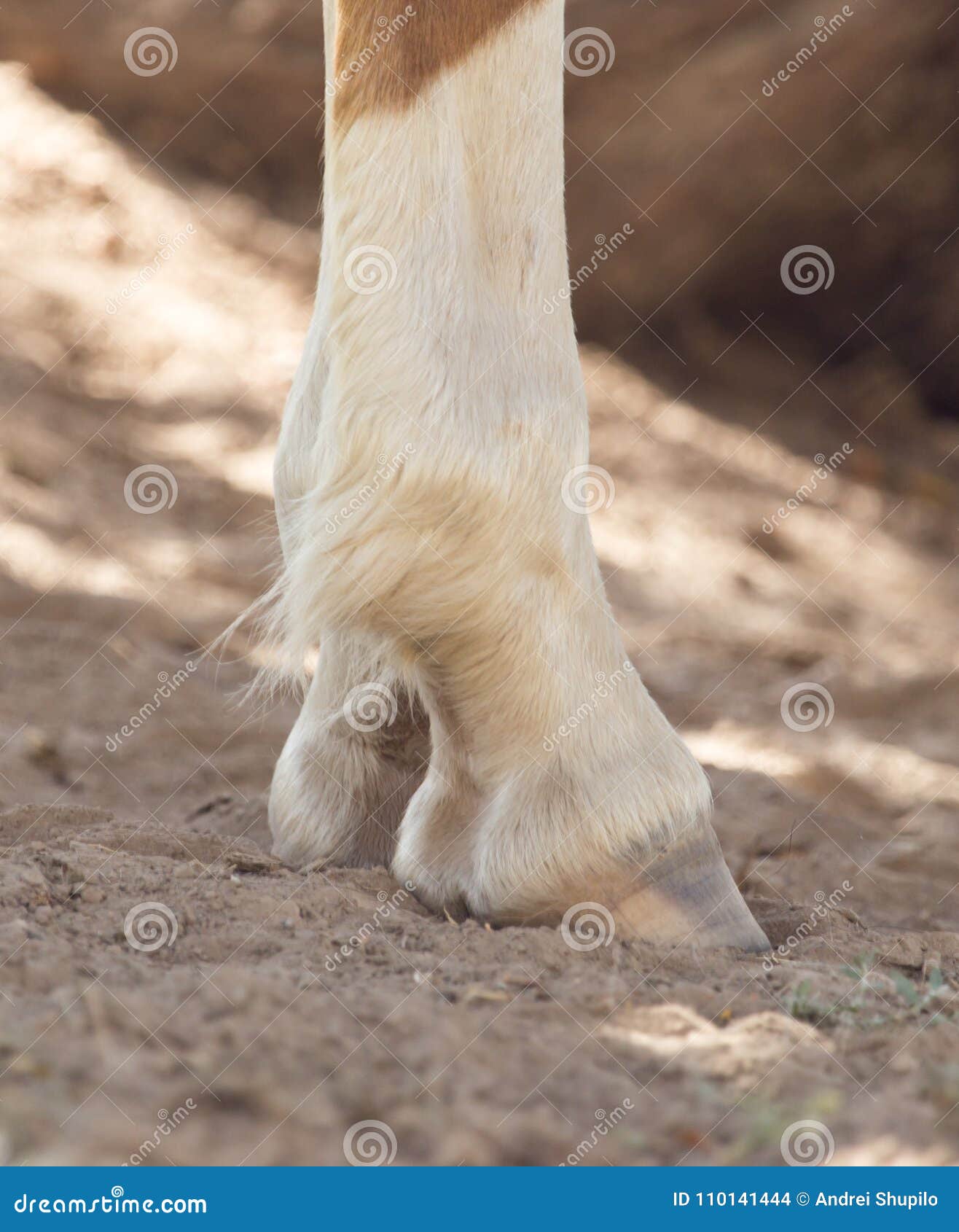 The horse`s hooves stock photo. Image of powerful, backlit - 110141444