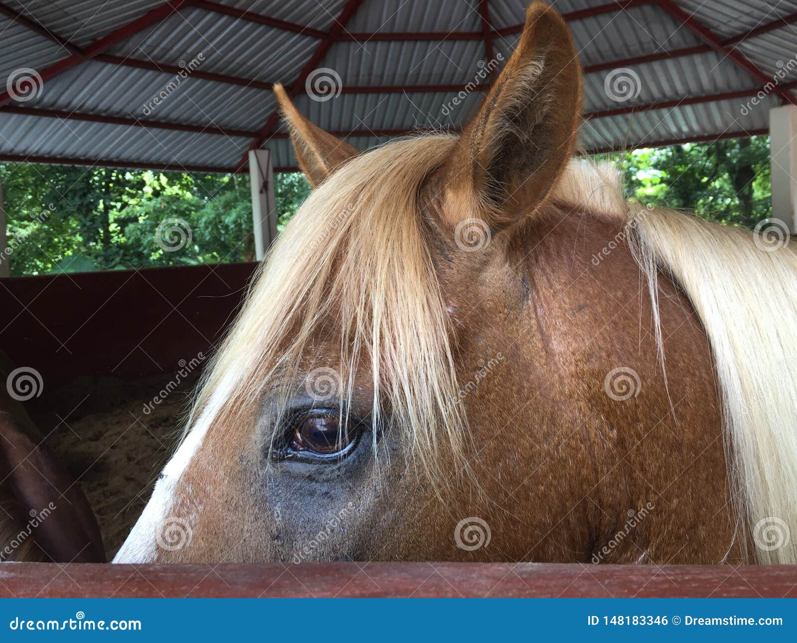 Horseâ€™s look stock photo. Image of beautiful, animals - 148183346