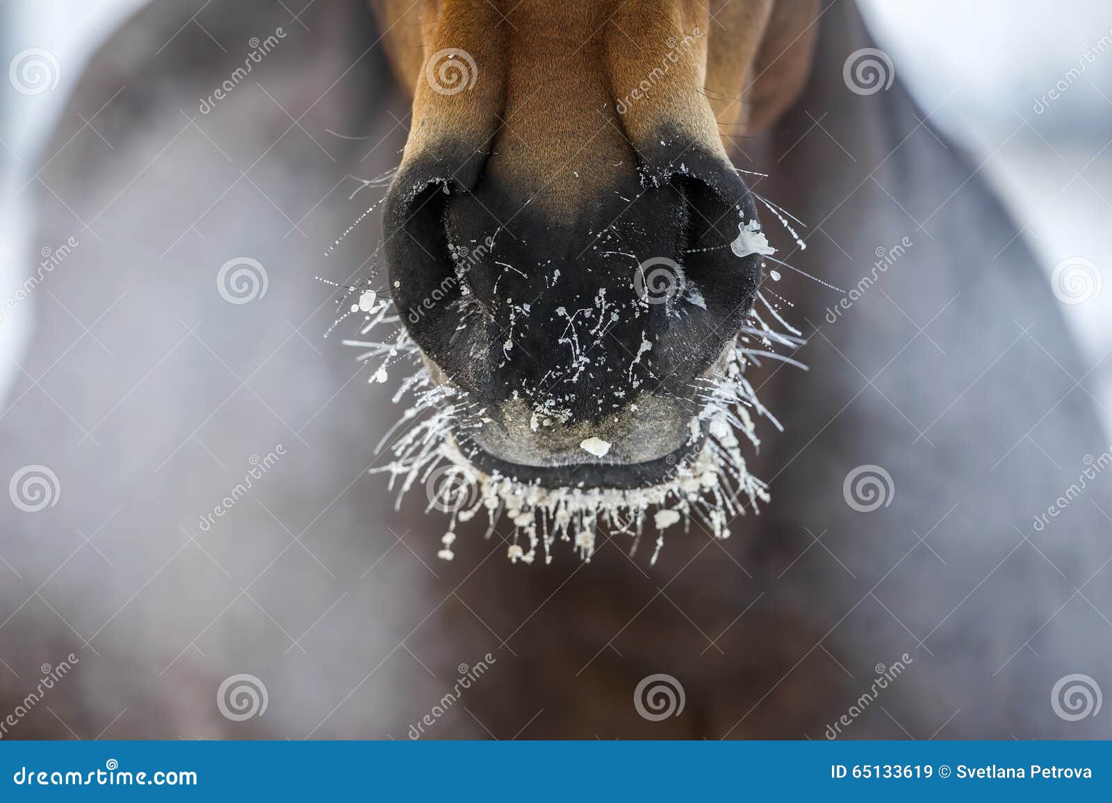 Horse S Nose with the Ice and Steam Stock Image - Image of snow, animal ...
