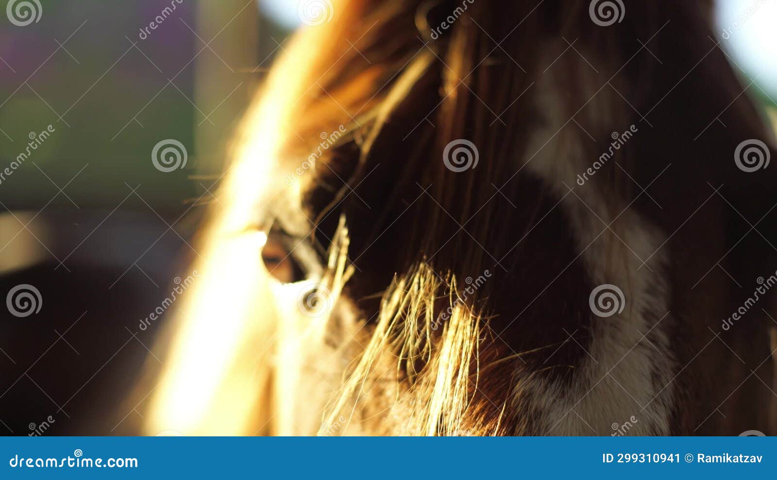 Horse in S Stable with Sun Flares Stock Video - Video of slow, flare ...