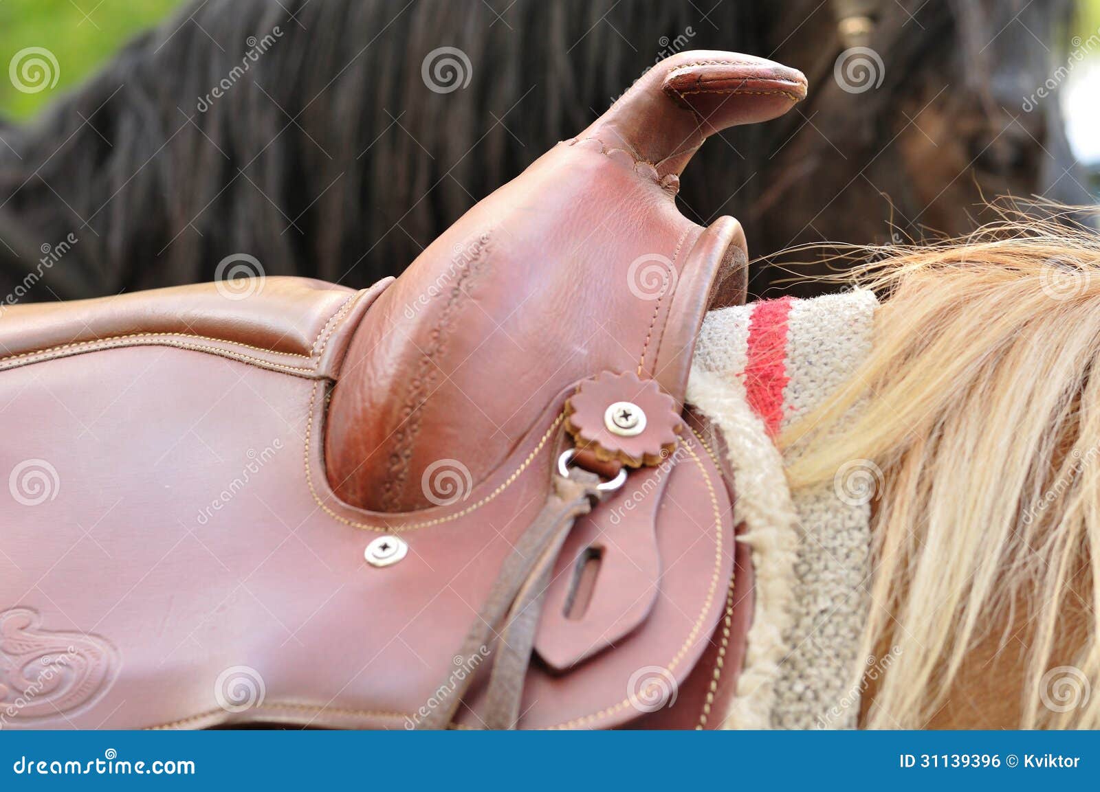 Horse Saddle stock photo. Image of nature, bridle, contrast - 31139396