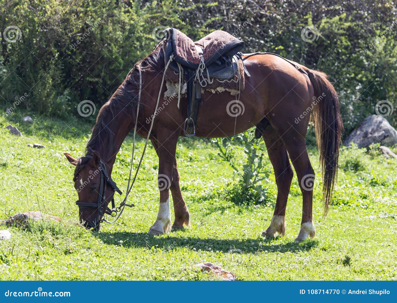 Horse with a Saddle on Nature Stock Photo - Image of natural, horse ...