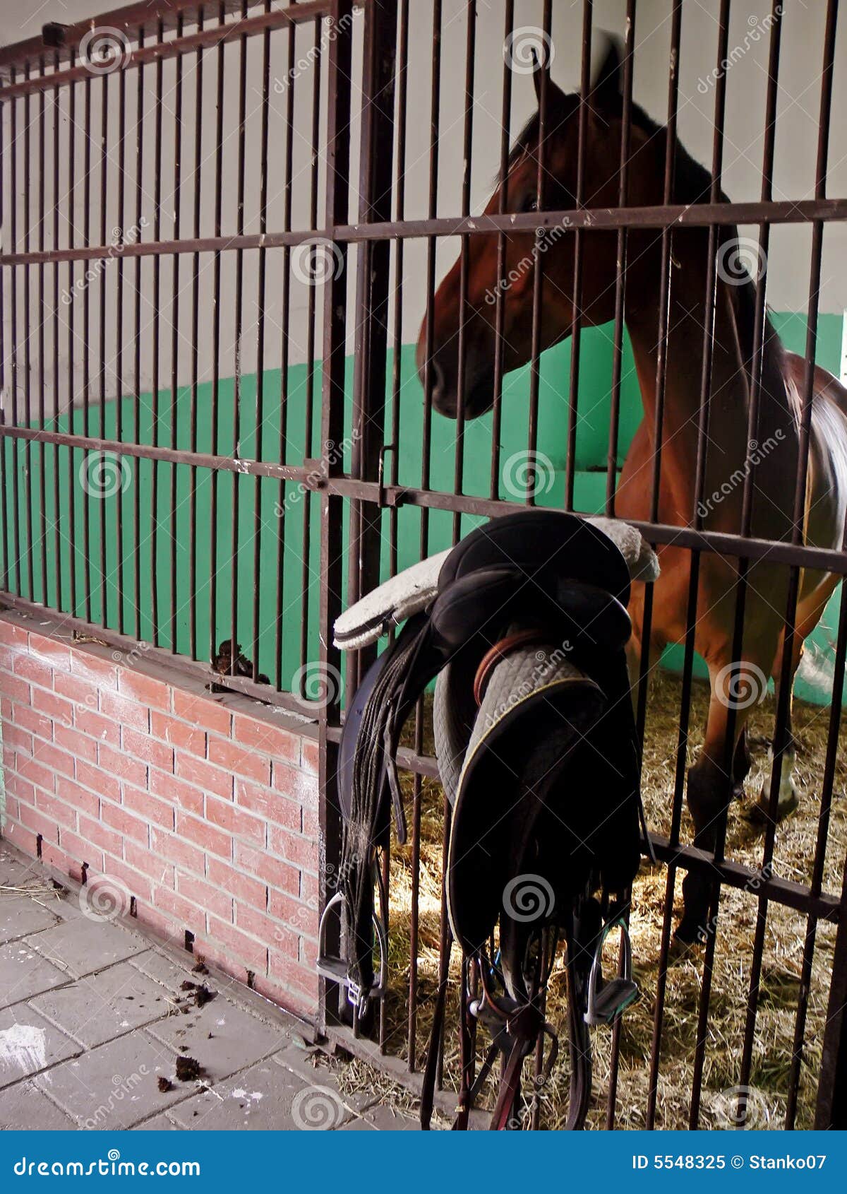 Horse and saddle in stable stock image. Image of farm - 5548325