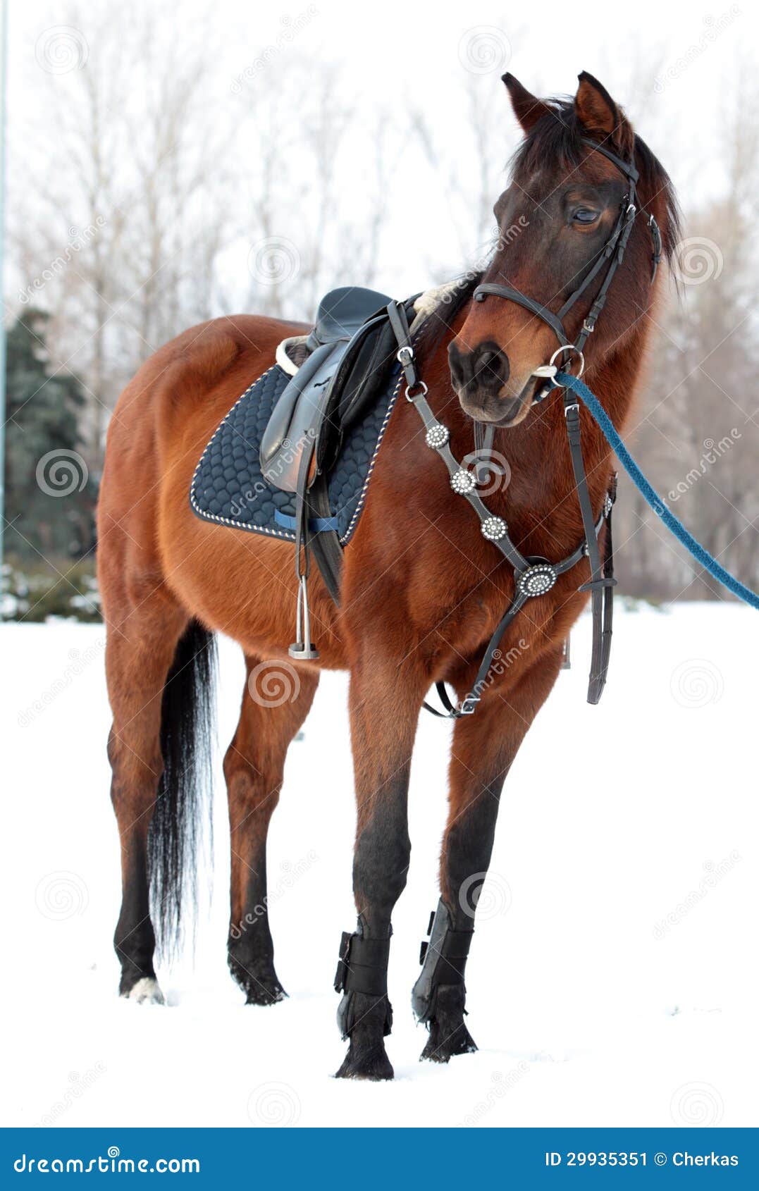 Horse with a saddle stock image. Image of equine, animal - 29935351