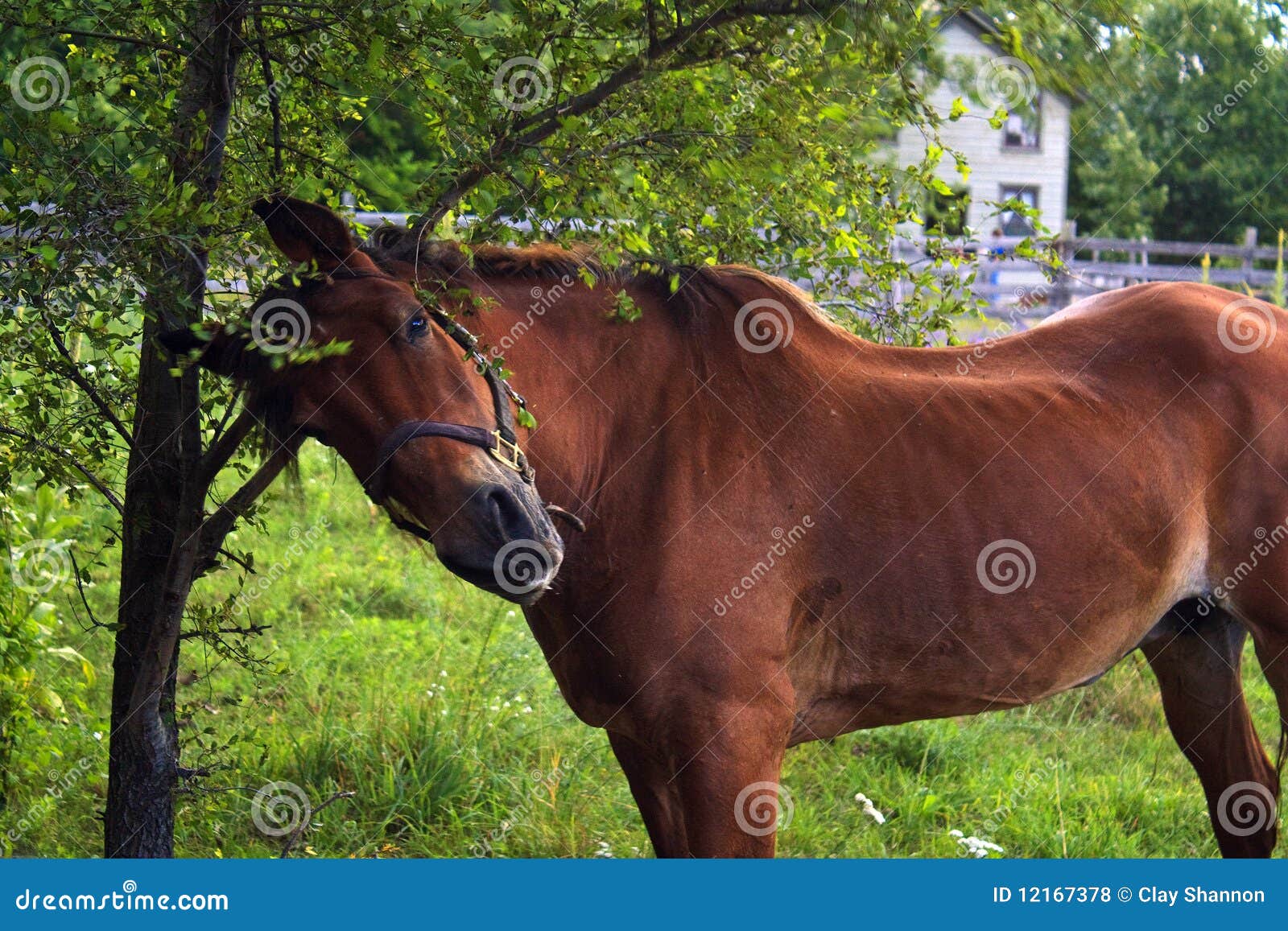 Horse scratching stock photo. Image of house, mare, history - 12167378