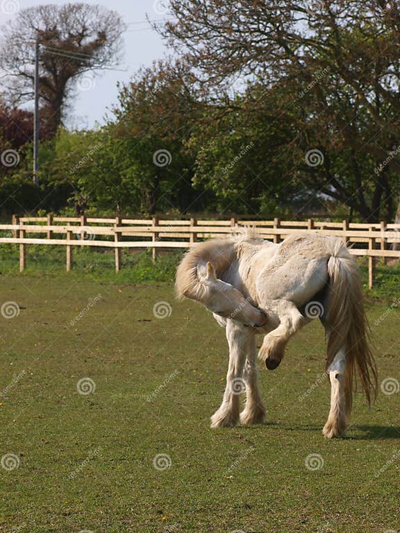 Horse Scratching stock image. Image of coat, grey, pony - 29607323
