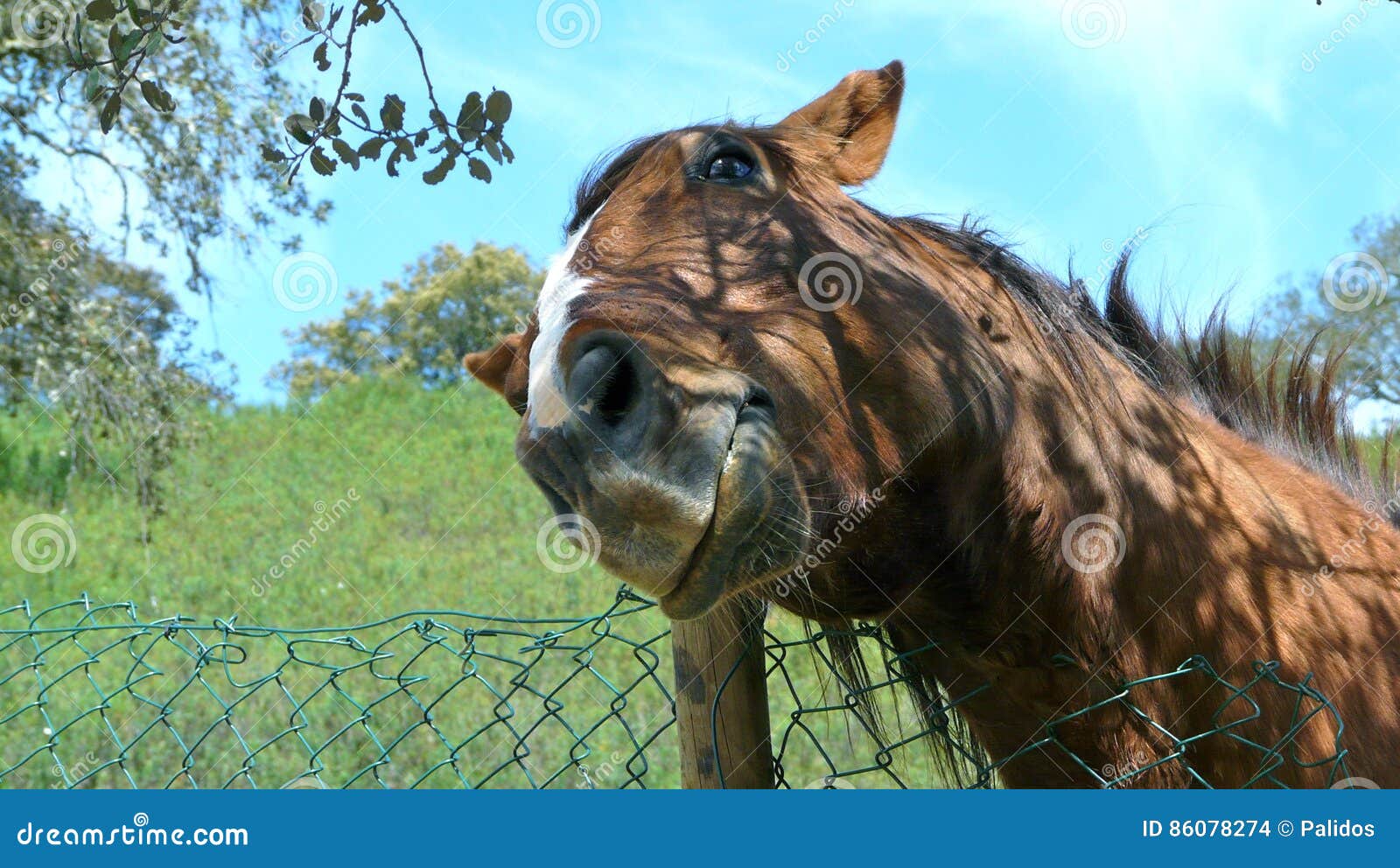 Horse Scratching stock photo. Image of itch, scratiching - 86078274