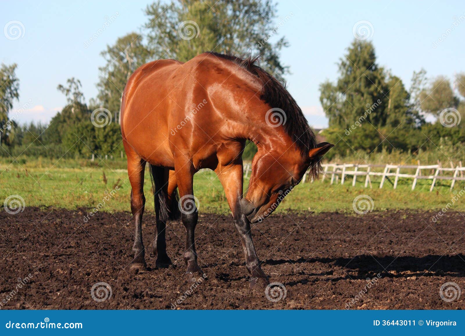 Horse scratching itself stock image. Image of wild, pasture - 36443011