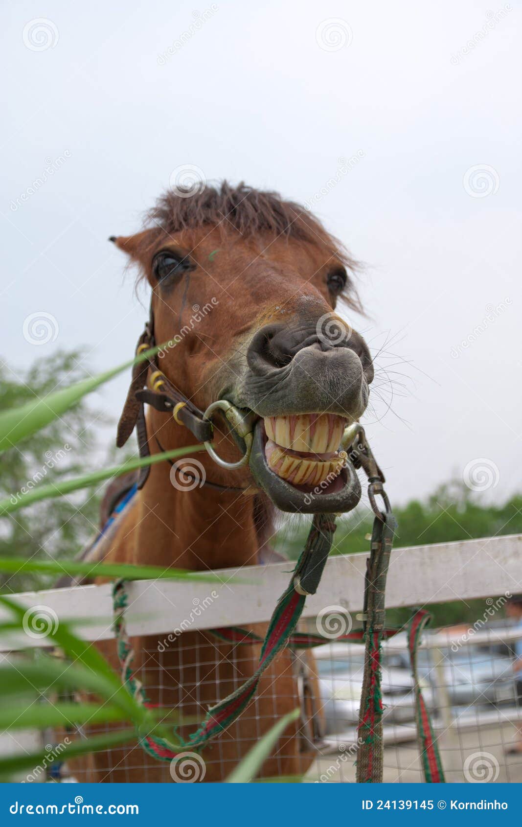 Horse with a Sense of Humor Stock Image - Image of insane, ears: 24139145