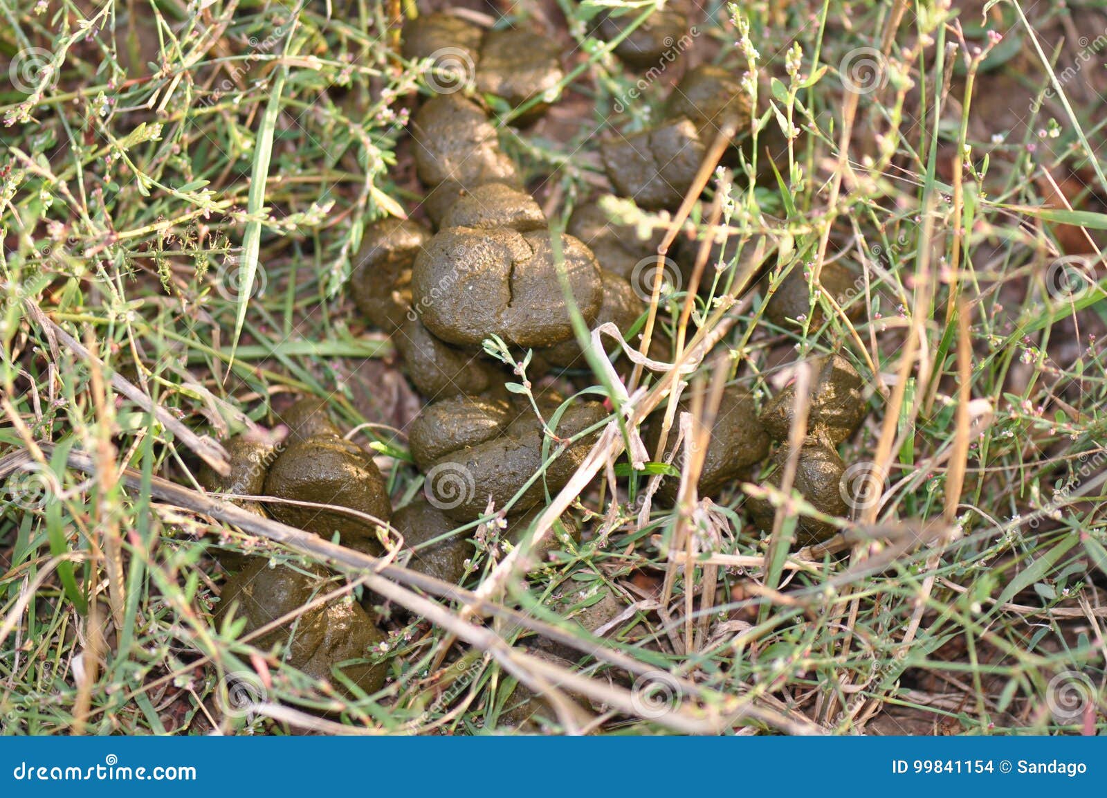 Horse Shit Royalty-Free Stock Photography | CartoonDealer.com #39746327