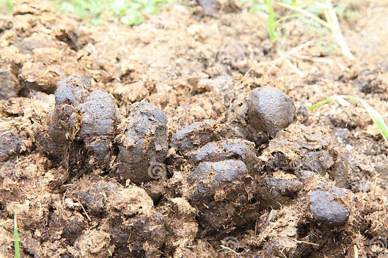 Horse Shit stock photo. Image of shit, heap, field, close - 43598968