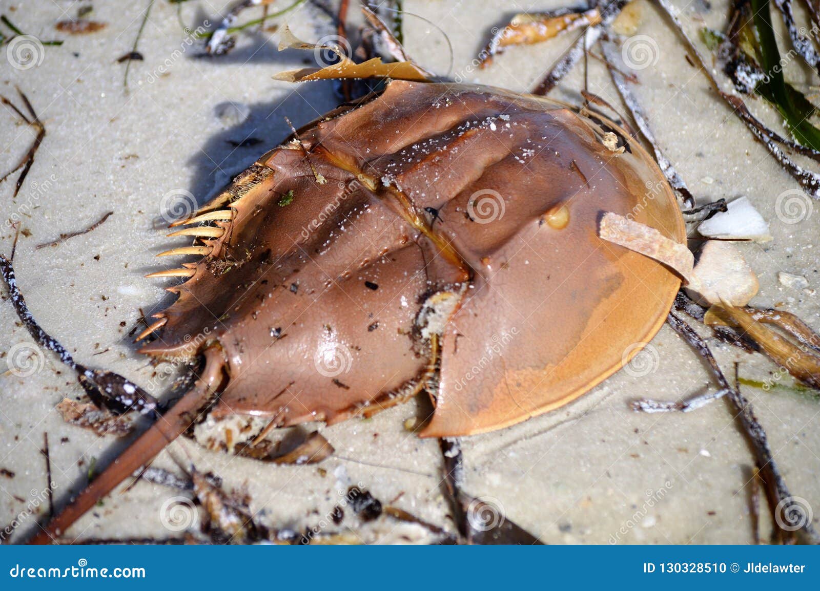 Horse shoe crab on beach stock photo. Image of shells - 130328510