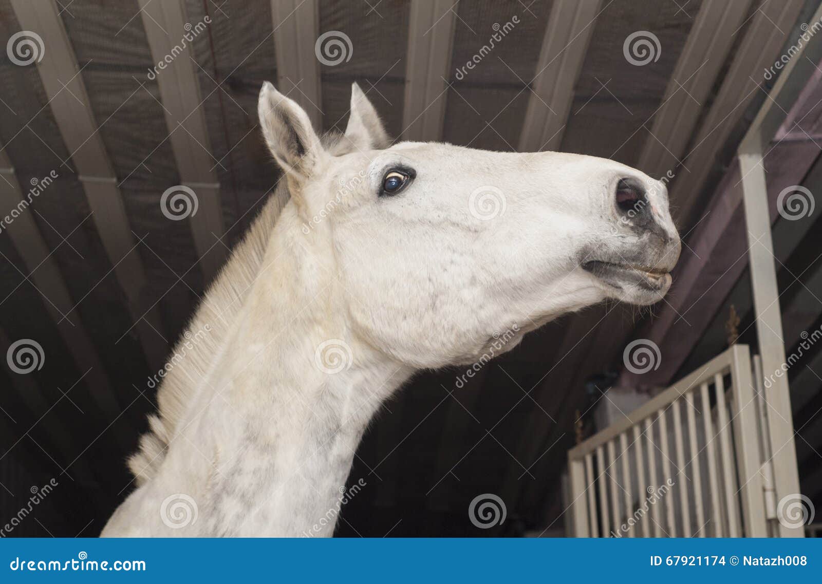 Horse with a Short Mane and Black Eyes is in the Stable Stock Photo ...