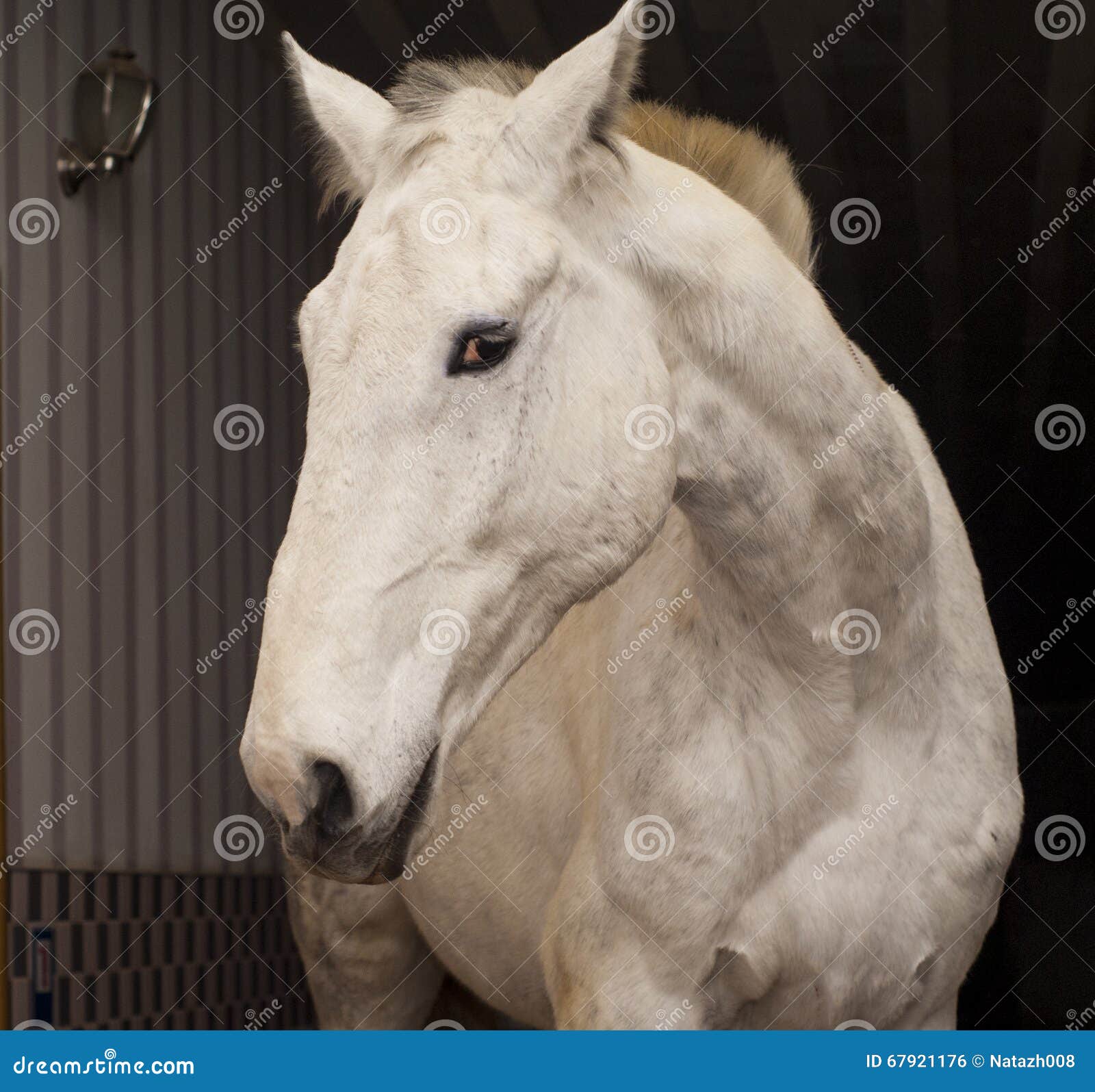 Horse with a Short Mane and Black Eyes is in the Stable Stock Photo ...