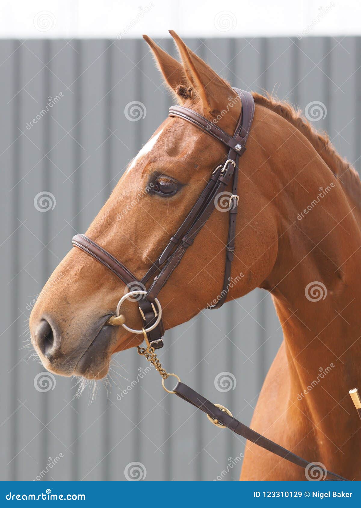 Horse in the Show Ring stock image. Image of competition - 123310129