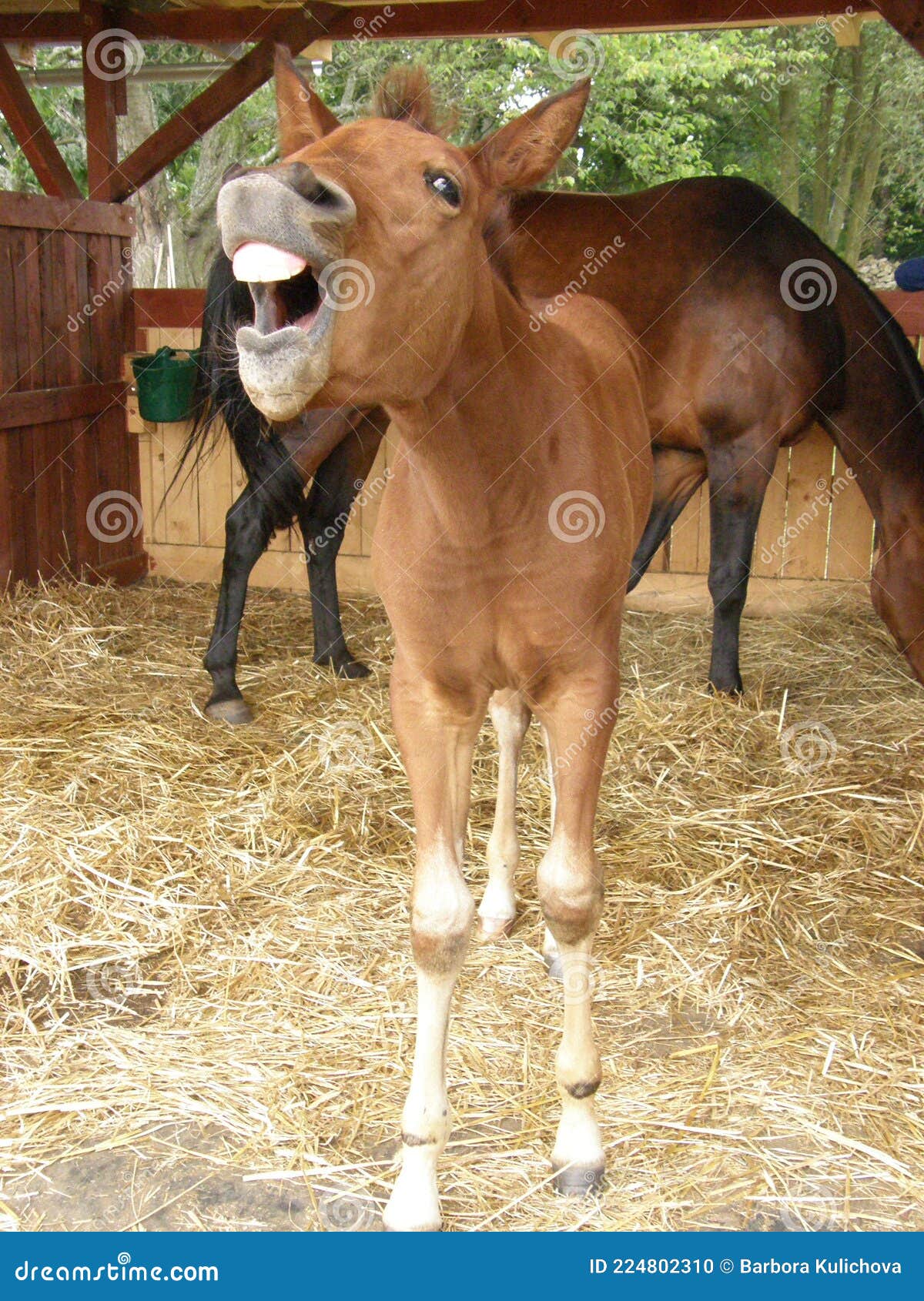 Horse showing emotions stock photo. Image of roar, teeth - 224802310