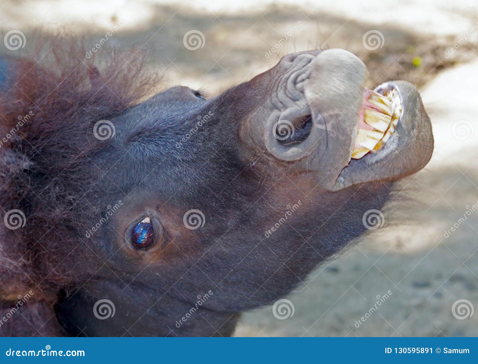 Horse shows her teeth stock image. Image of cute, animals - 130595891