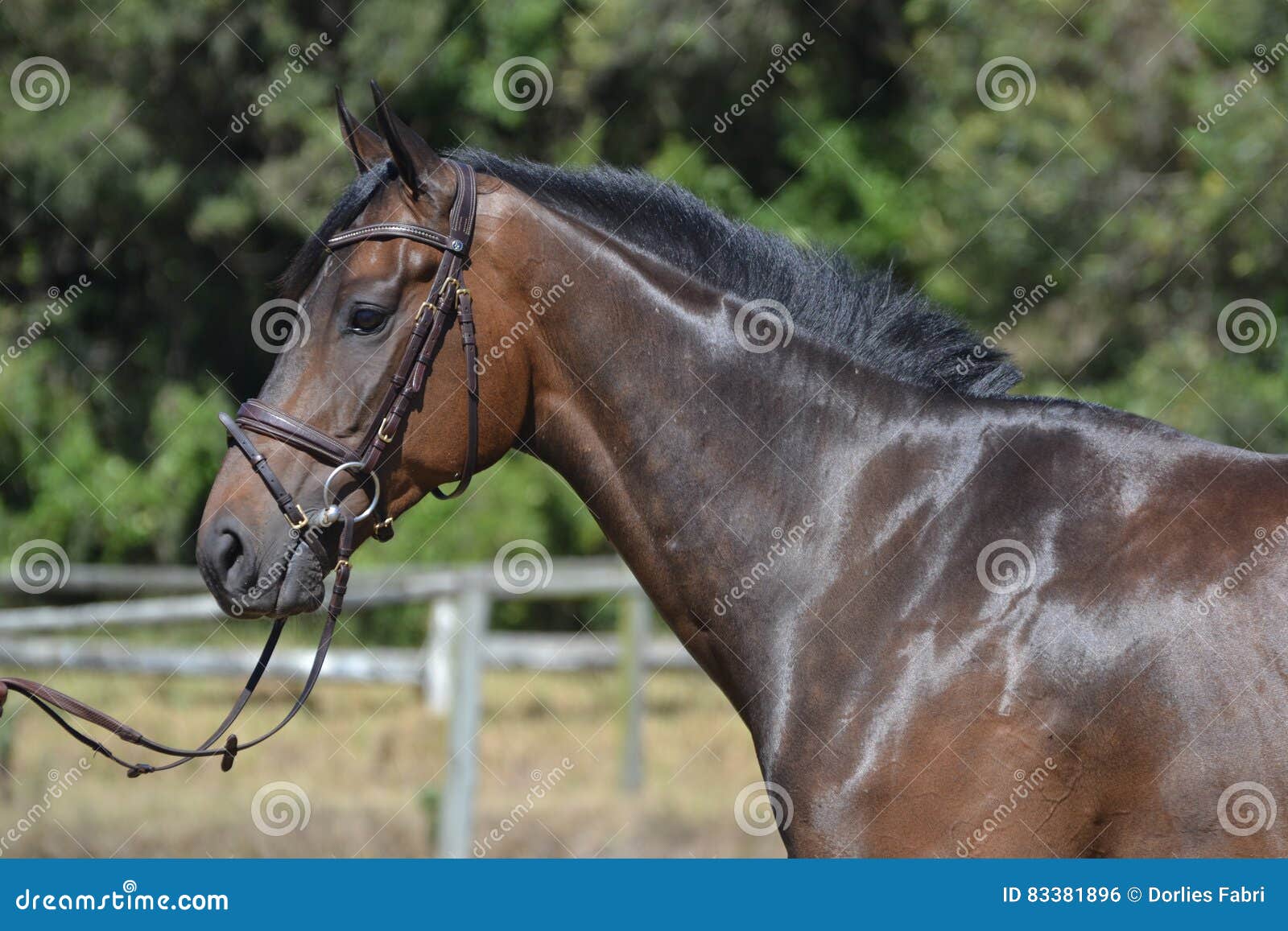 Horse - Side view stock photo. Image of blue, bridle - 83381896