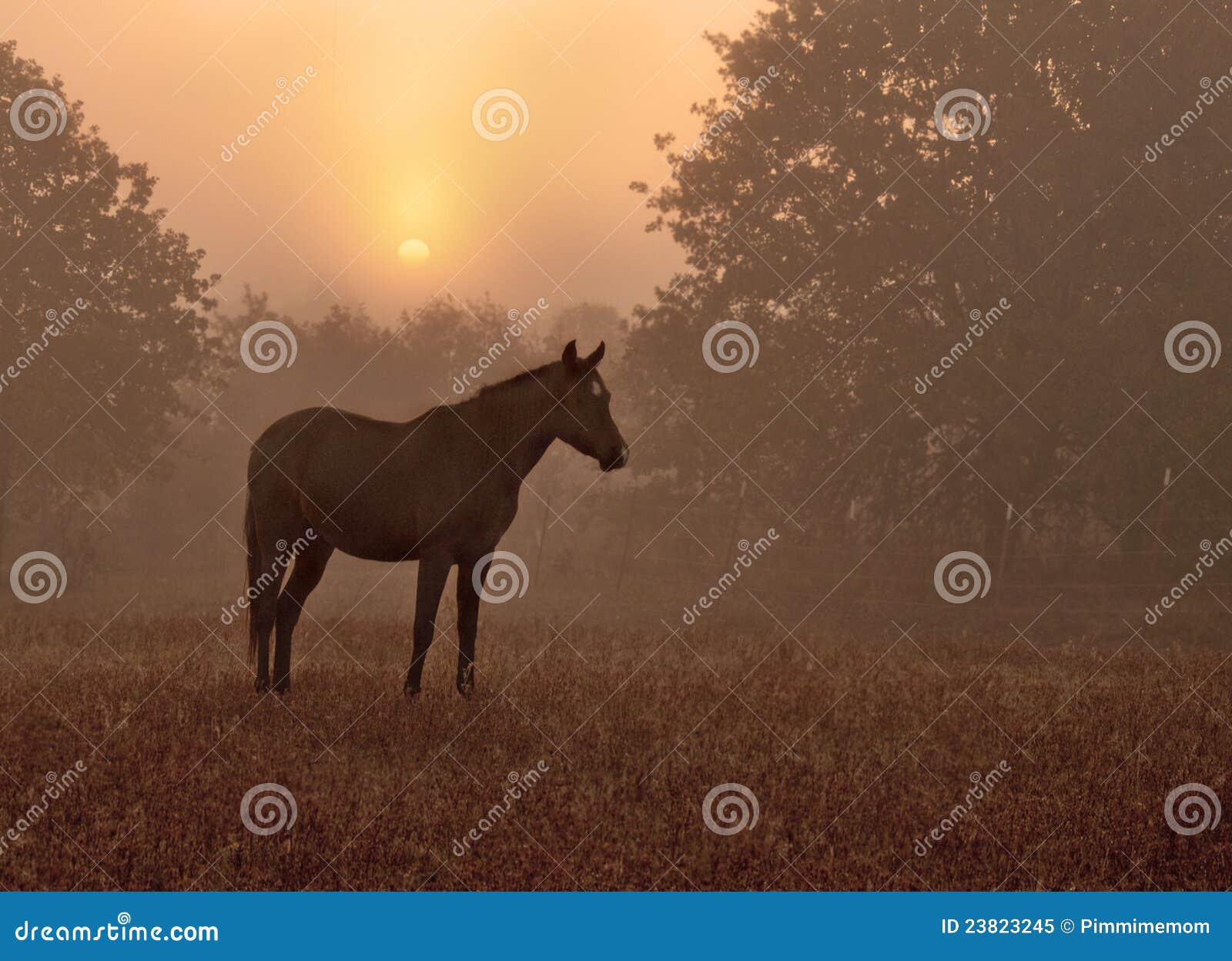 Horse Silhouetted Against Rising Sun Stock Image - Image of daylight ...