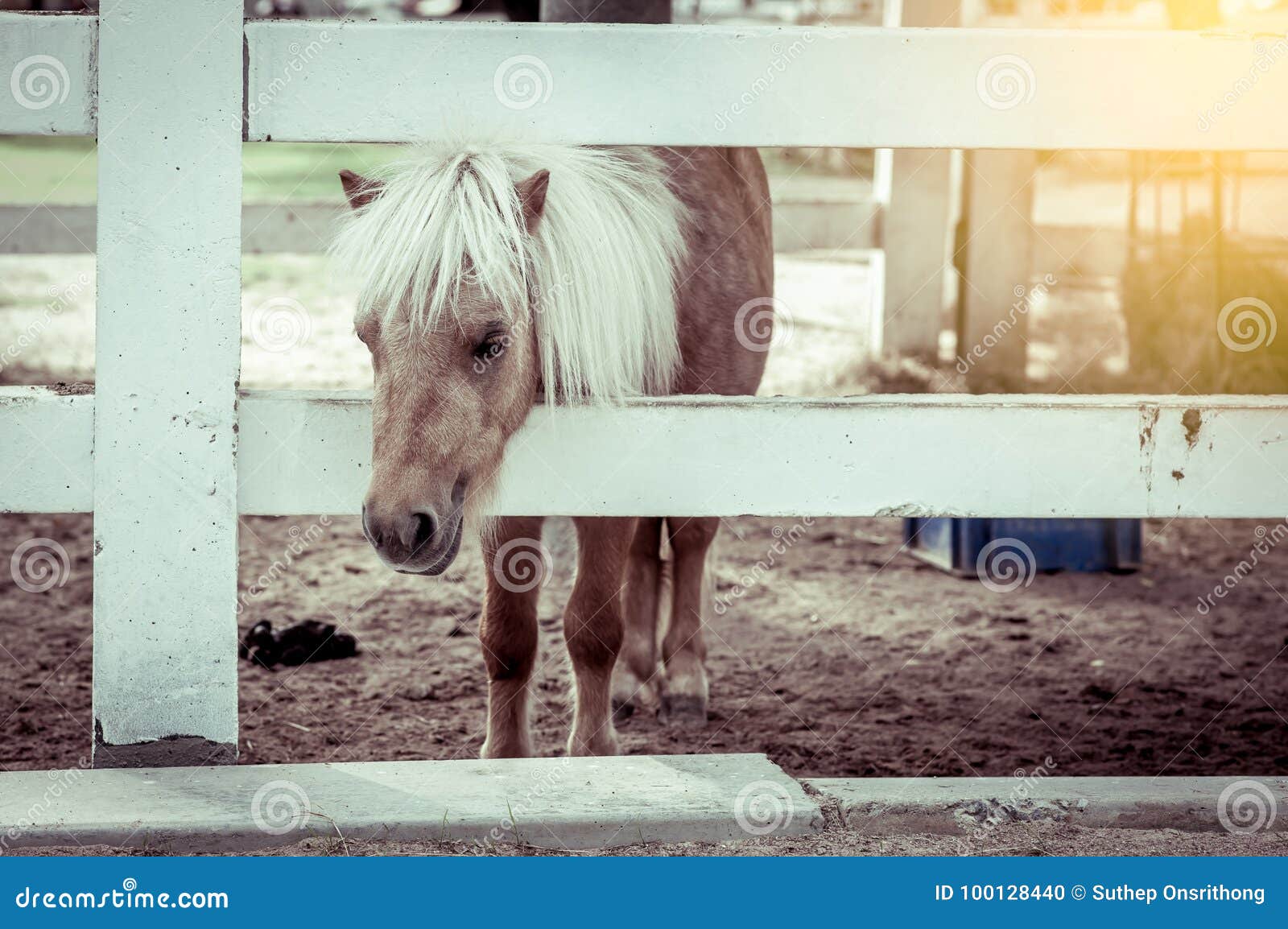 Horse stock photo. Image of mare, domestic, cowboy, foal - 100128440