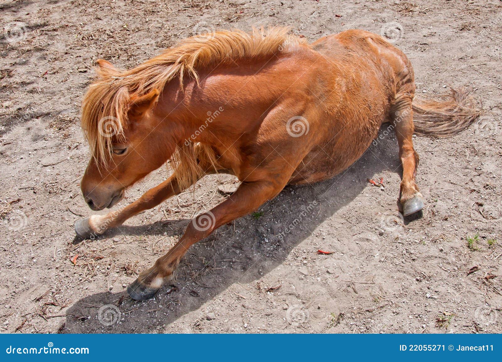 Horse sitting stock image. Image of domestic, upside - 22055271