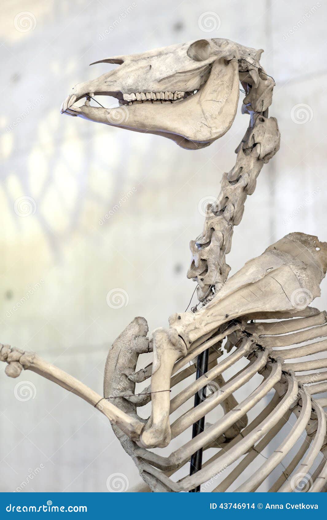 Horse skeleton. Bones editorial stock image. Image of biology - 43746914