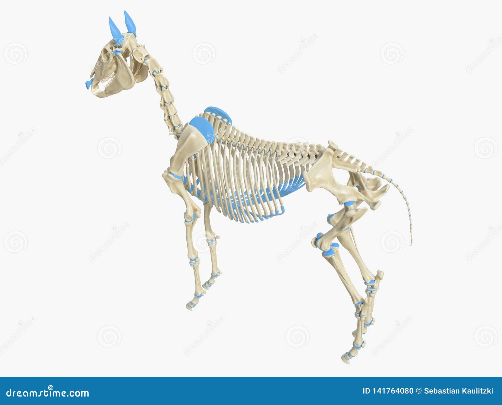 Horse Skeleton Back View - Horse Equus Anatomy - Isolated On White ...